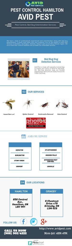 Indoor Ant Control - Matilde Costa